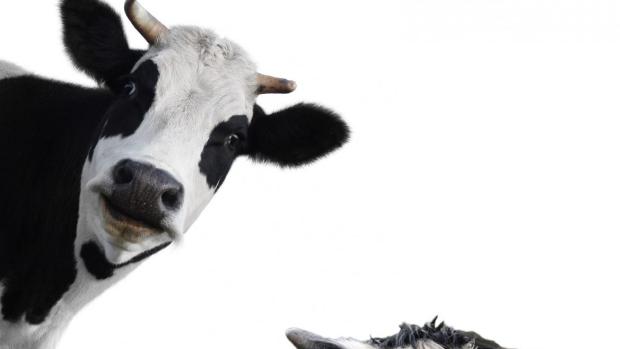 '¡Muuu!', una fábula sobre la felicidad contada por una vaca