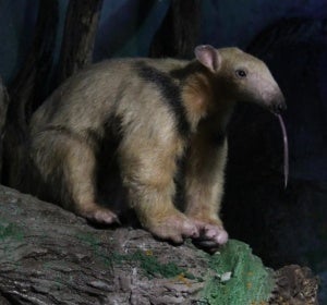 Nace la primera cría de oso melero, una peculiar especie emparentada ...