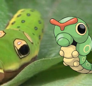 Descubre en qué animales reales están basados estos Pokémon