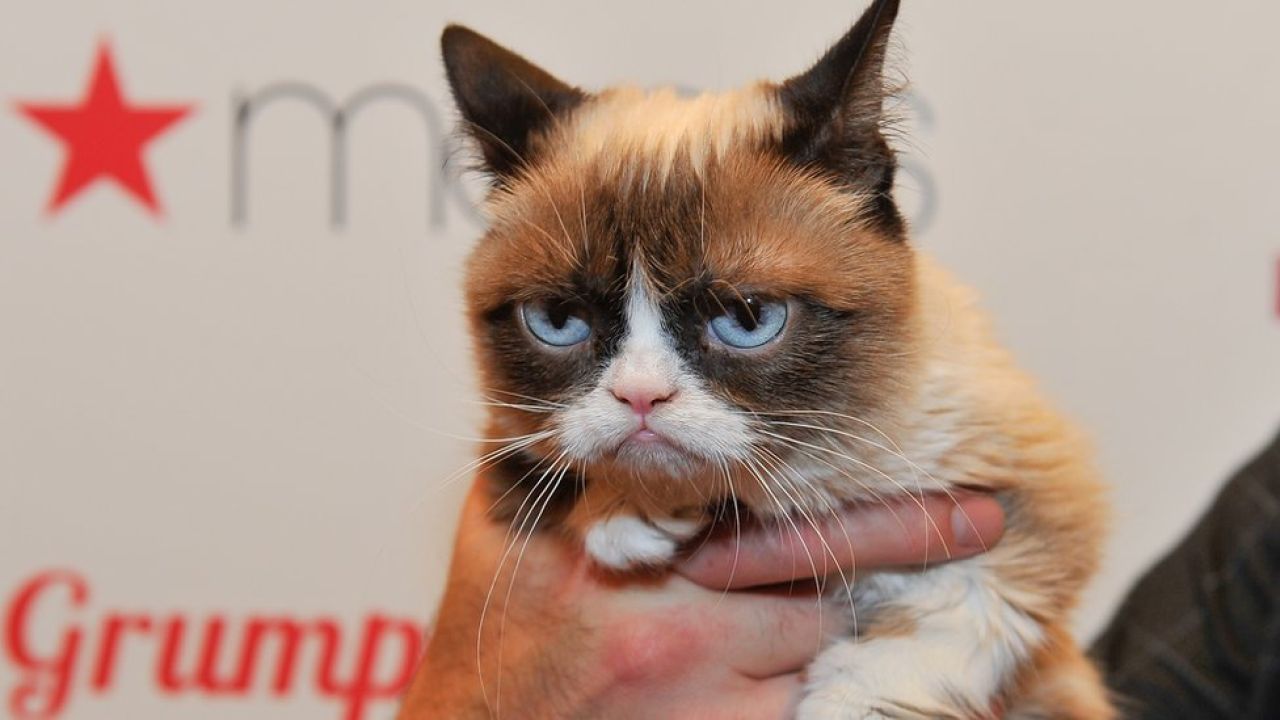 Muere Grumpy Cat, la famosa gata gruñona que inspiró miles de memes ...