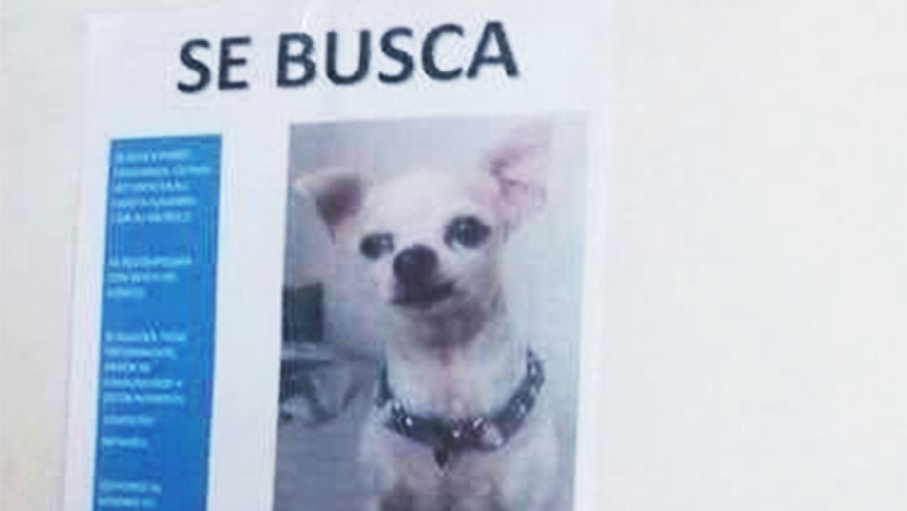 El cartel de este perro perdido que se ha vuelto viral por un detalle ...