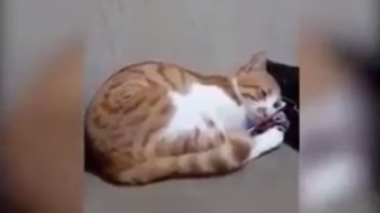 La reacción de este gato al volver a ver a su dueño fallecido se hace ...