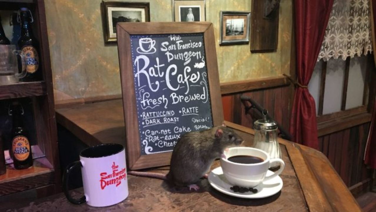 Abre el Rat-Café, la primera cafetería llena de ratas | Europa FM