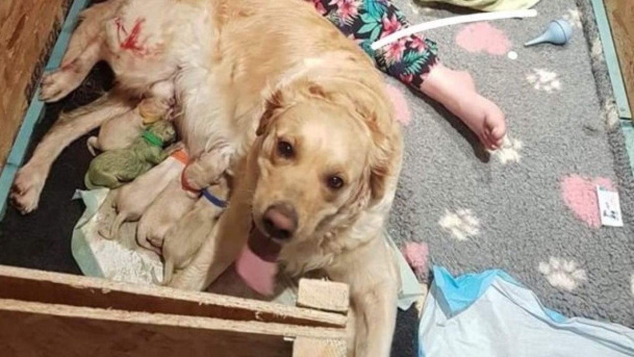 Nace Forest, un perro de color verde | Europa FM