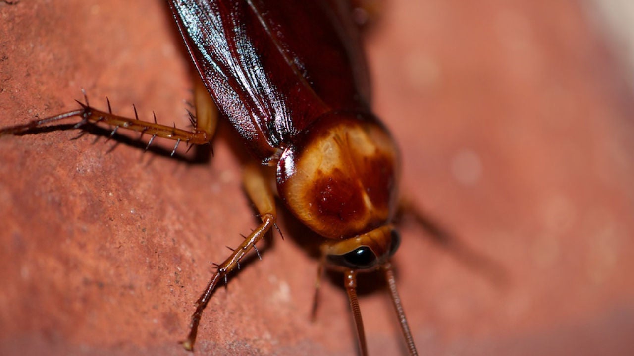 Cockroach Challenge: el reto viral que consiste en hacerse fotos con ...