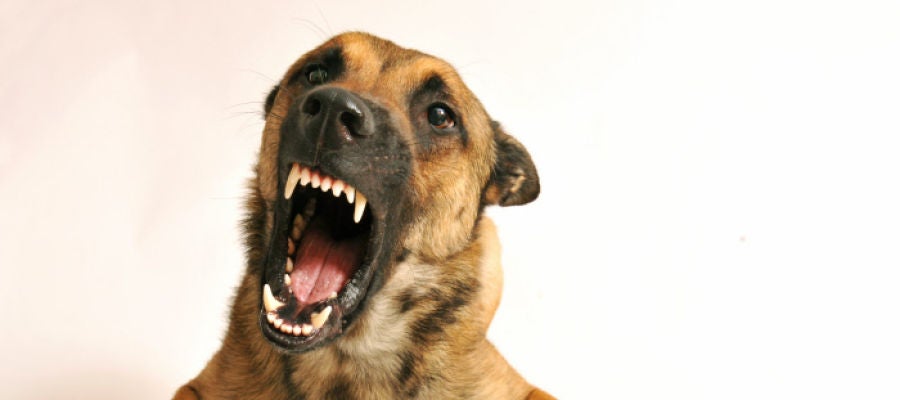 Cuáles son las cinco razas de perro con más tendencia a desarrollar ...