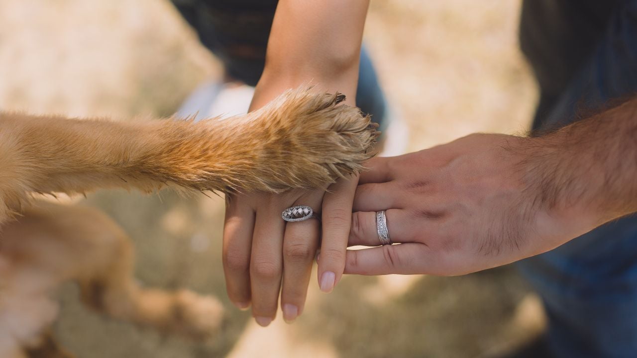¿Qué significa que tu perro te dé la pata? El significado de este gesto ...